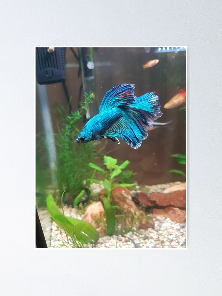 "Blue Beta Male" Poster for Sale by JawsWasAShark | Redbubble