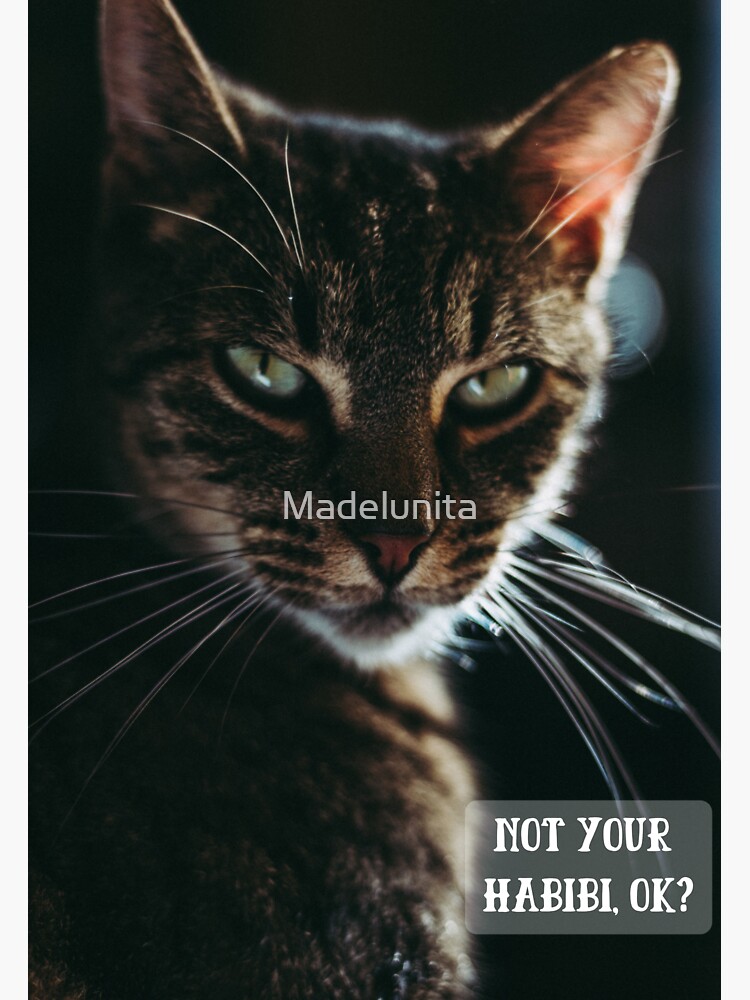 "NOT YOUR HABIBI, OK? - Funny cat - Angry cat - Not your habibi - Funny ...