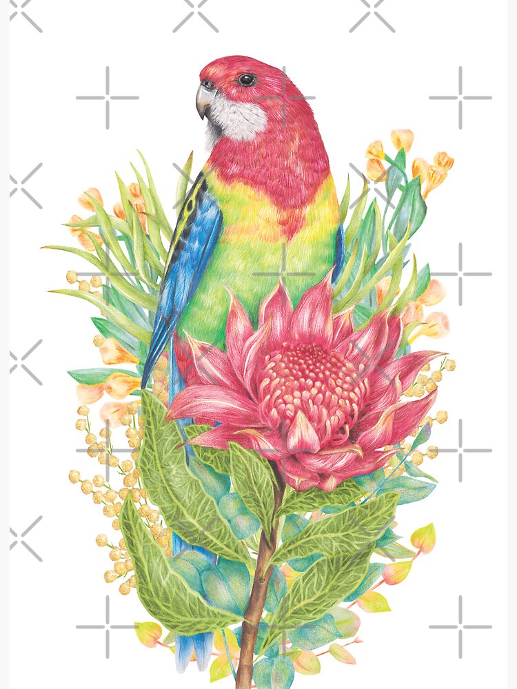 "Floral Eastern Rosella" Art Board Print for Sale by Kayla Reay | Redbubble