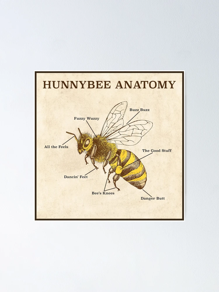 Póster De Anatomía De La Abeja Bee Anatomy Poster Etsy México