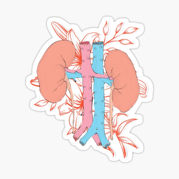"Kidneys art / Urinary system / Floral art" Sticker for Sale by ...