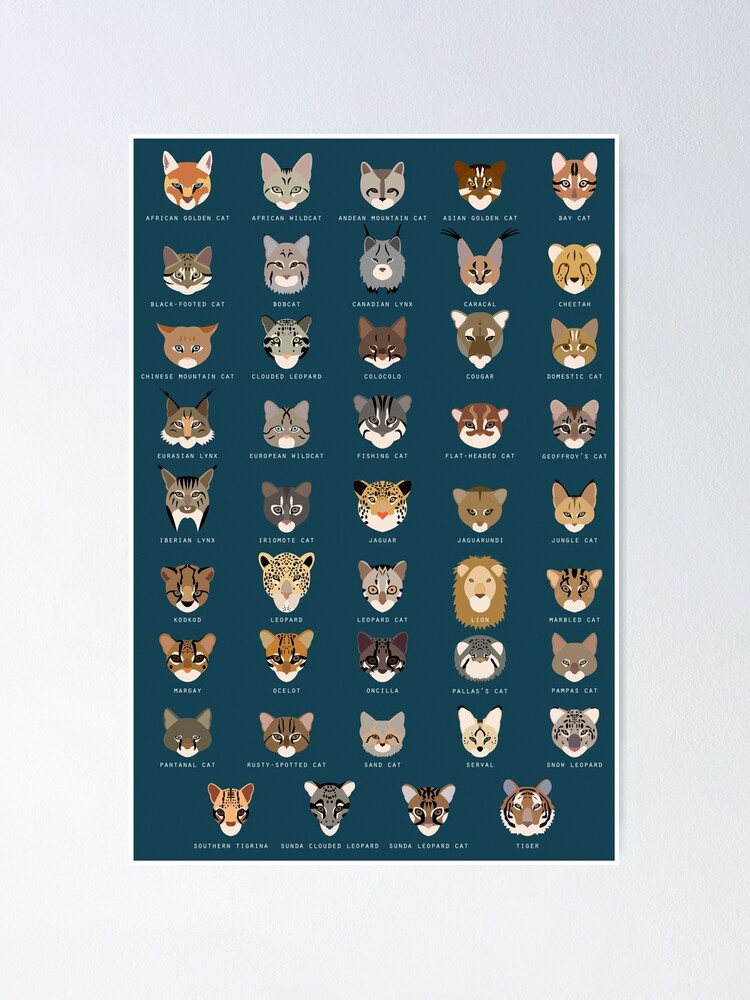 "Cat Species" Poster for Sale by babybigfoot | Redbubble