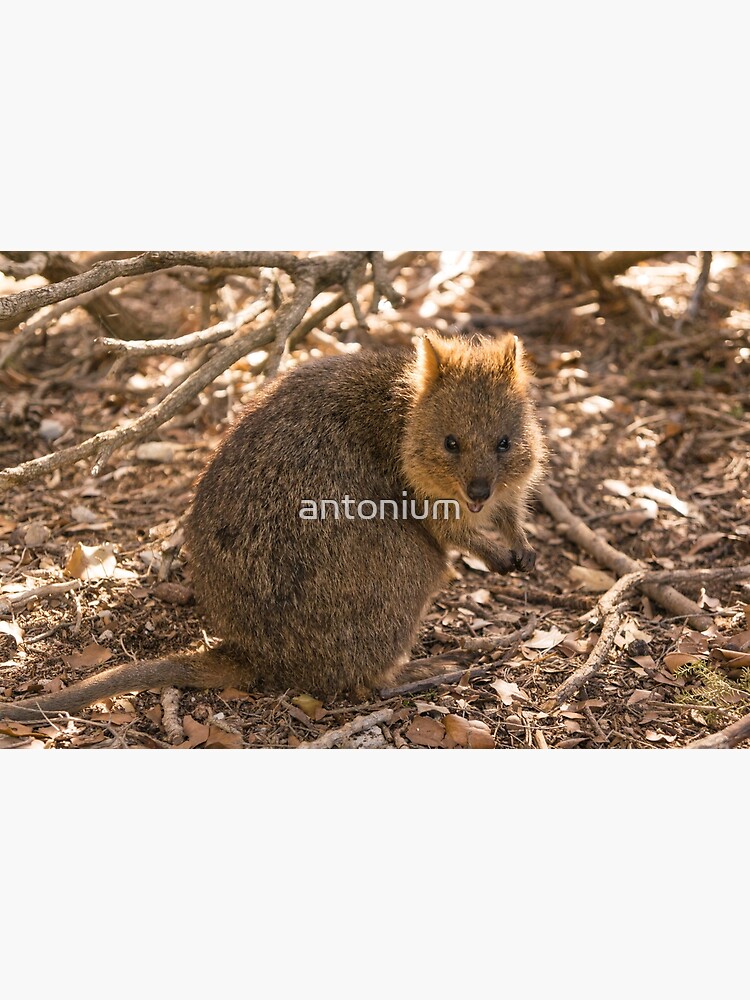 "Happy evil quokka" Poster for Sale by antonium | Redbubble