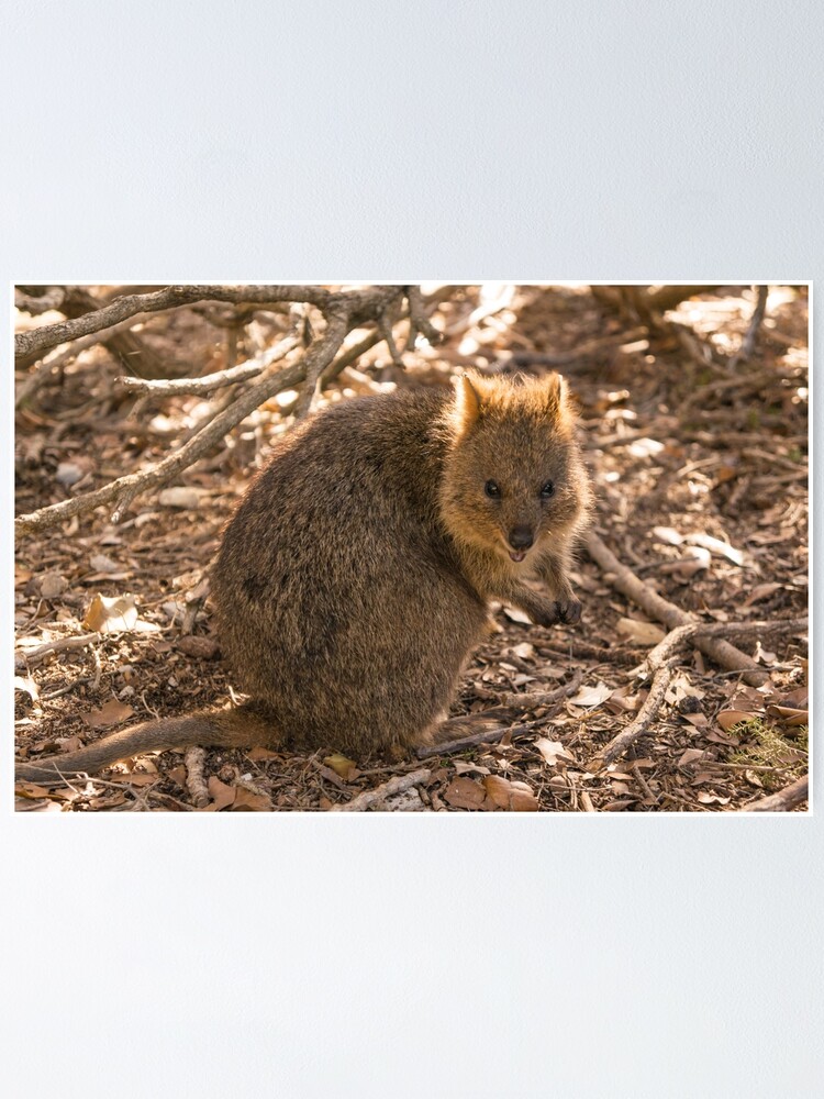 "Happy evil quokka" Poster for Sale by antonium | Redbubble