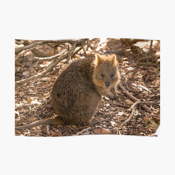 "Happy evil quokka" Poster for Sale by antonium | Redbubble