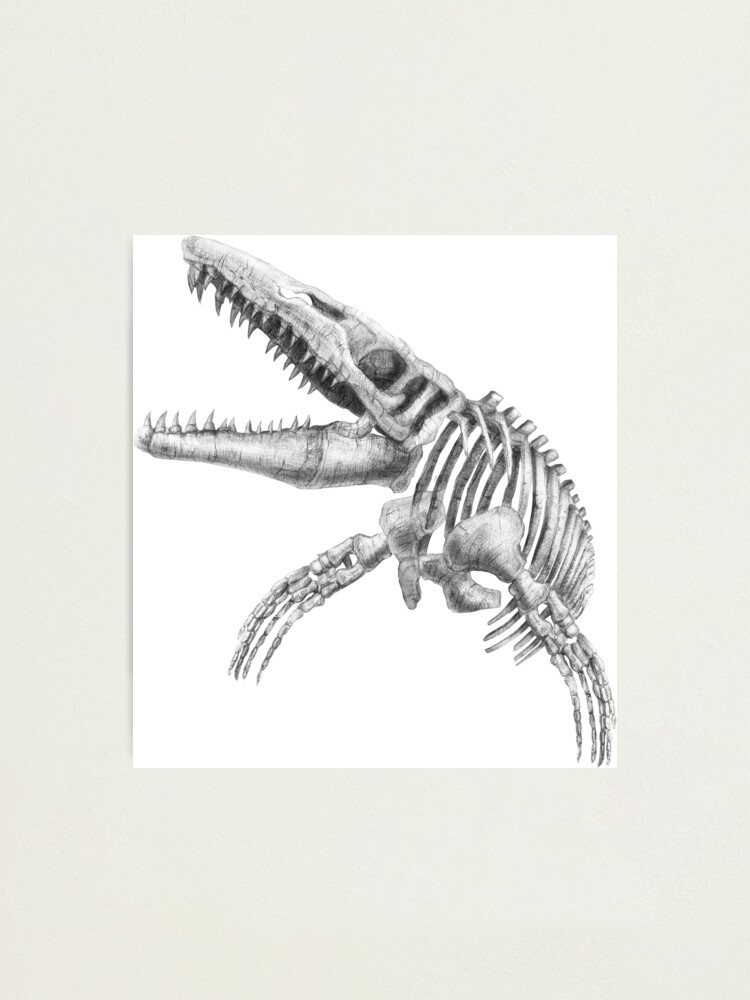 Esqueleto De Mosasaurio Hallan Restos De Gigantesco Reptil Marino En