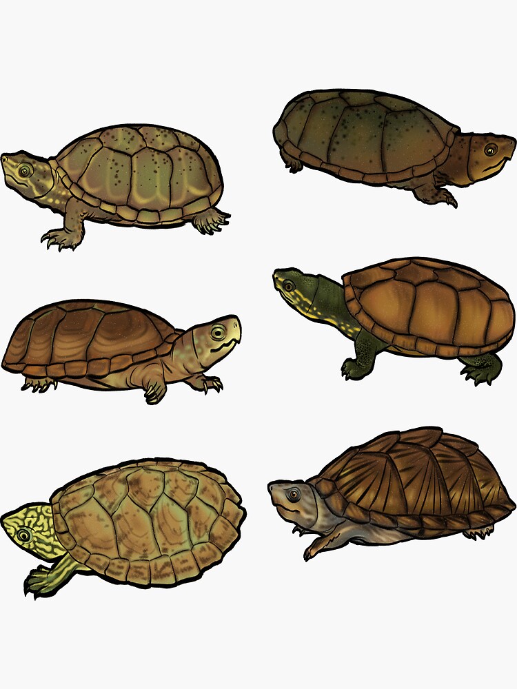"Musk/Mud Turtles" Sticker for Sale by BSanchezArt | Redbubble