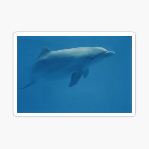 "Blue dolphin" Sticker by GemaIbarra | Redbubble