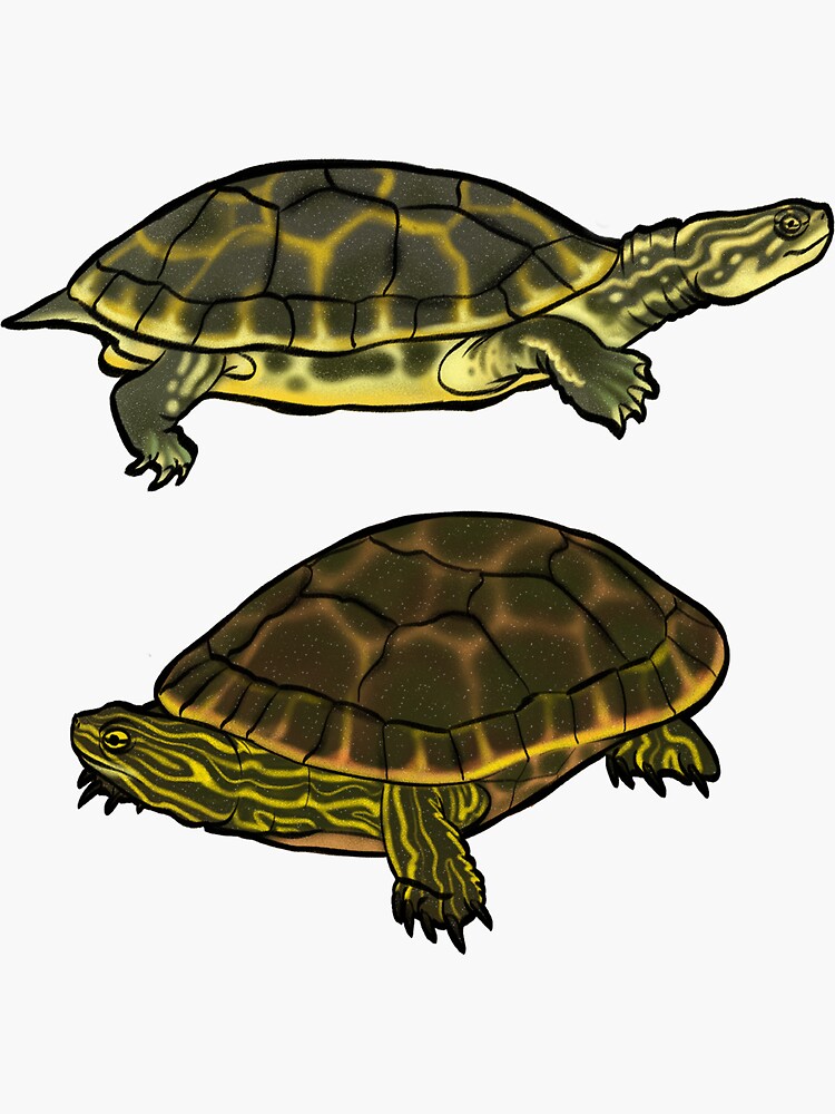 "Chicken Turtles" Sticker for Sale by Breanna Sanchez | Redbubble