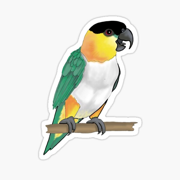 Black Headed Caique Gifts & Merchandise | Redbubble