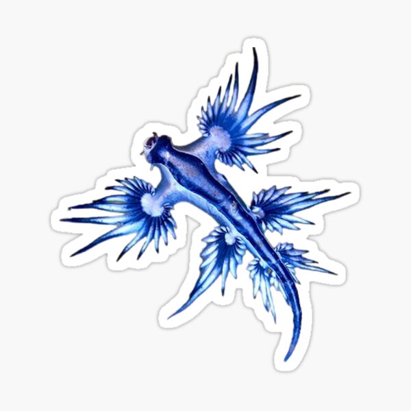 "blue dragon glaucus sea slug" Sticker for Sale by mandynl15 | Redbubble