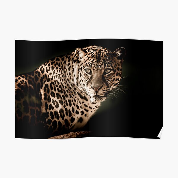 "Leopard" Poster for Sale by Mystery1 | Redbubble