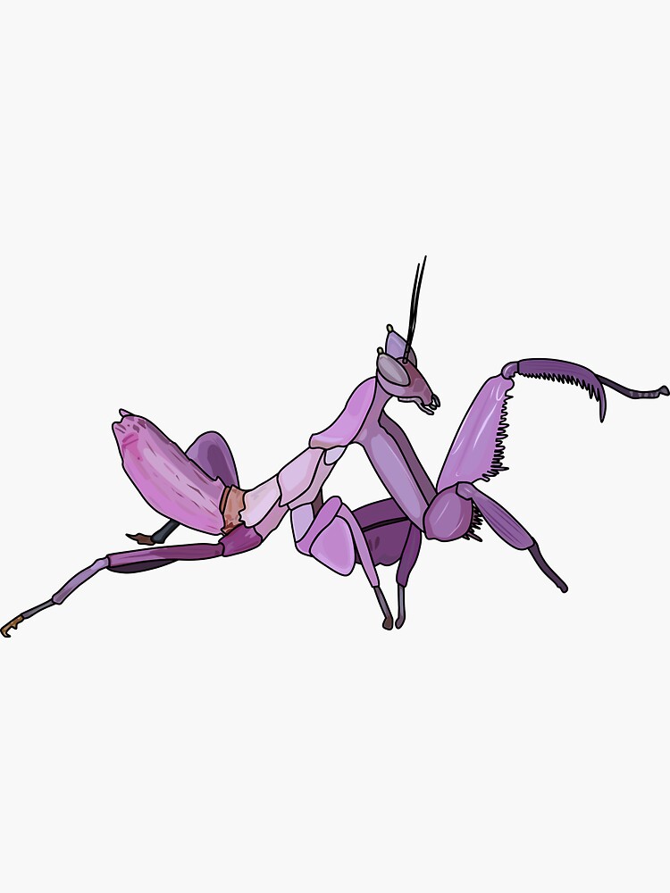 "Orchid mantis cartoon illustration" Sticker for Sale by Misscartoon ...