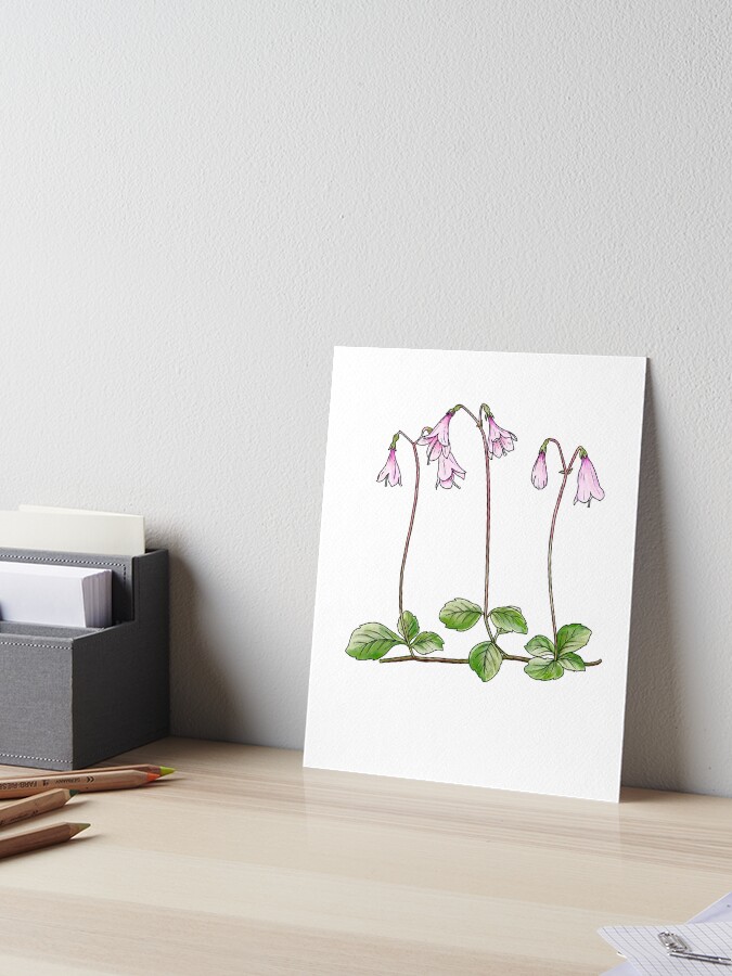 "Nordic Wildflower Linnea Borealis Twinflower Pretty Pink Flowers ...