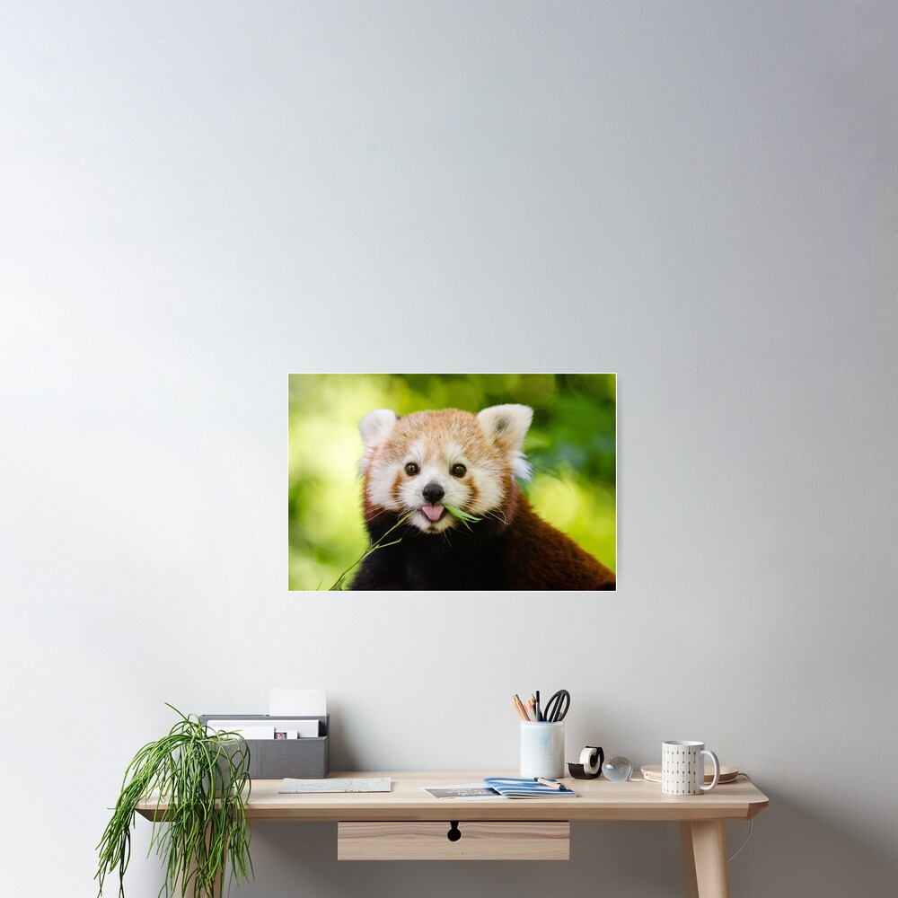 "Cute Cuddly Red Panda" Poster by wasabi67 | Redbubble