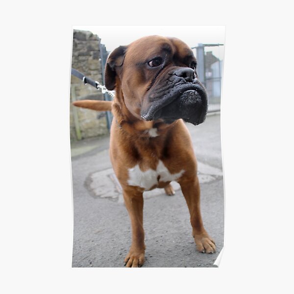 "Lester" Poster by Ladymoose | Redbubble