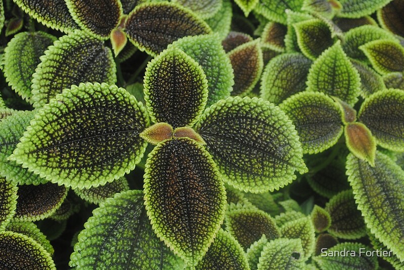"Green Ric Rac Edging" by Sandra Fortier | Redbubble