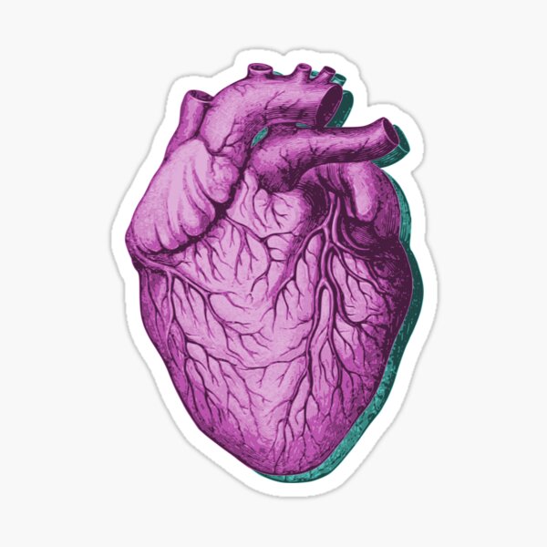 "Purple anatomical heart" Sticker for Sale by pinkyfish1010 | Redbubble