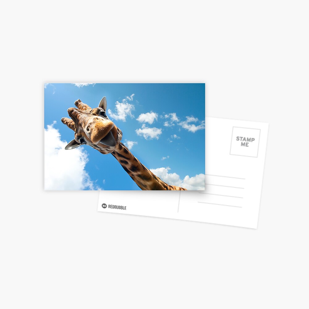 "Hello Giraffe!" Postcard by sallyrose1 | Redbubble