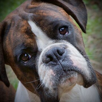 Baby boxer dog Art Board Print