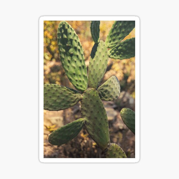 "A Prickly Experience © " Sticker by PrinceJohn | Redbubble