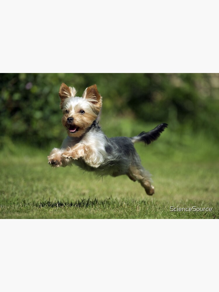 Hace Un Cobertizo De Yorkshire Terrier