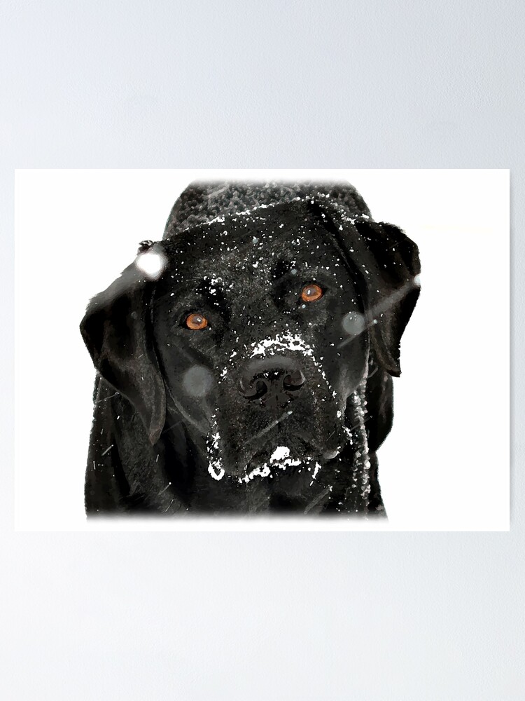 "Snow Globe - Black Labrador " Poster for Sale by BlackDogArtJudy ...