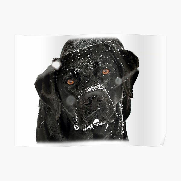 "Snow Globe - Black Labrador " Poster for Sale by BlackDogArtJudy ...