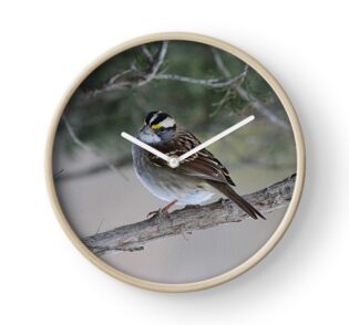 "White-throated sparrow in cedar tree" by Linda Crockett | Redbubble