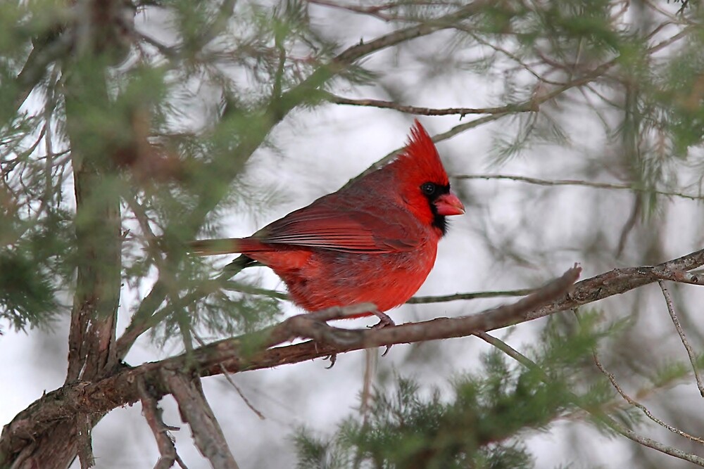 "Redbird in the cedar tree" by Linda Crockett | Redbubble