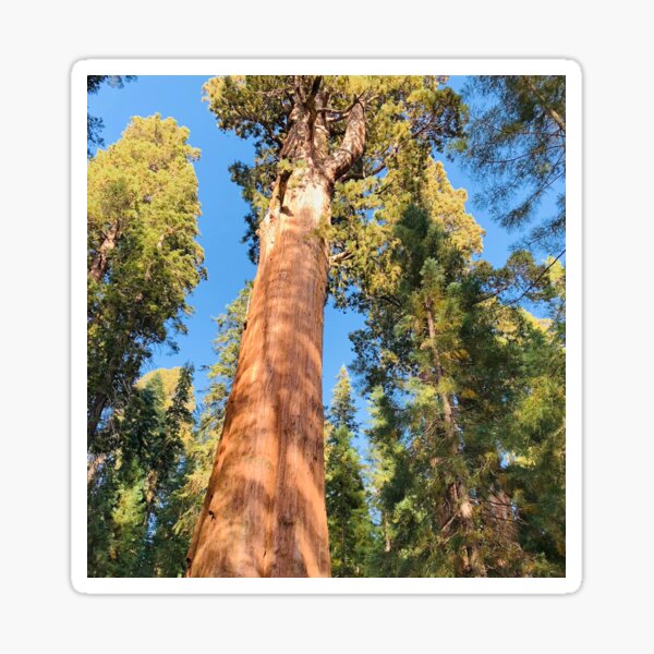 "General Sherman Sequoia Tree" Sticker for Sale by kevinmeskilart ...