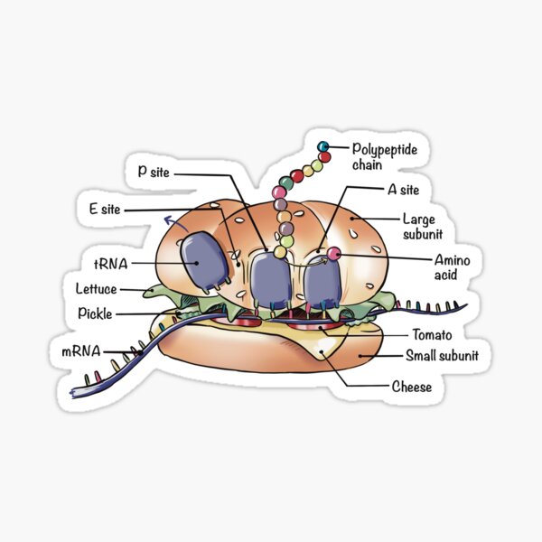 "Ribosome Burger" Sticker for Sale by TrailMixArt | Redbubble