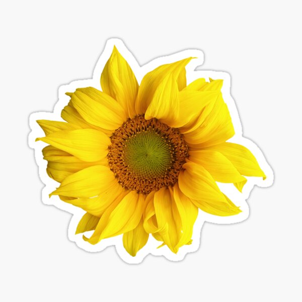 "A Sunflower" Sticker for Sale by Flutterbymilk | Redbubble