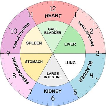 "Chinese Organ Clock - TCM Body Clock" Clock for Sale by ...