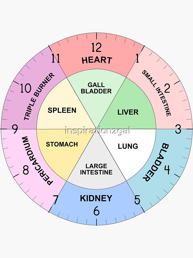 "Chinese Organ Clock - TCM Body Clock" Sticker for Sale by ...