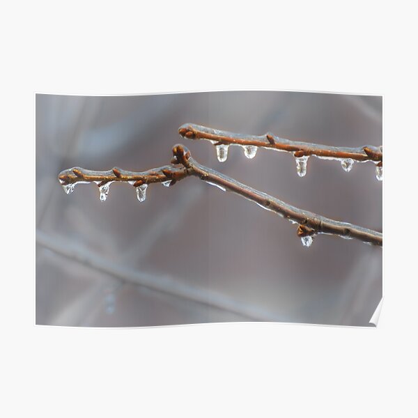 "Frozen Raindrops" Poster by owedtonature | Redbubble