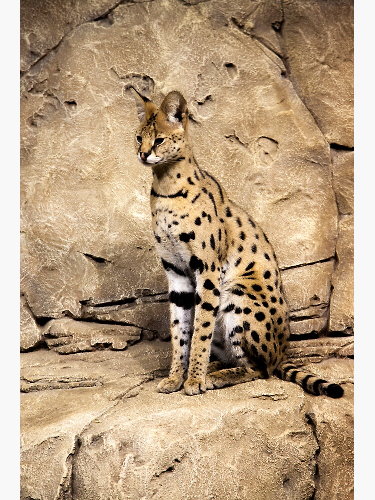 "Wild cat" Sticker for Sale by AnnaOmni | Redbubble