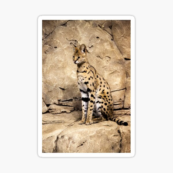 "Wild cat" Sticker for Sale by AnnaOmni | Redbubble