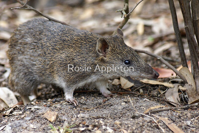 "Southern brown Bandicoot "Isoodon obesulus obesulus" - Cranbourne ...
