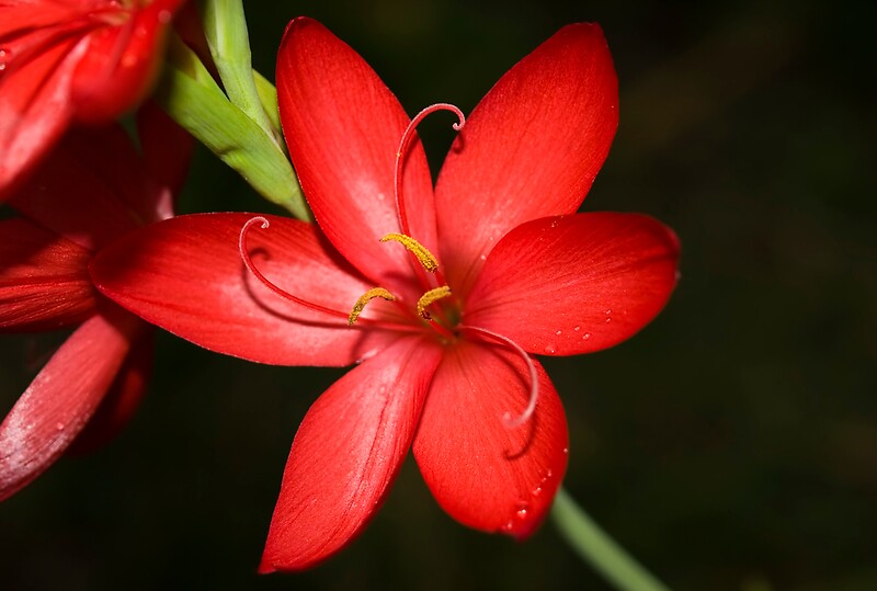 "River Lily" by Jenni77 | Redbubble