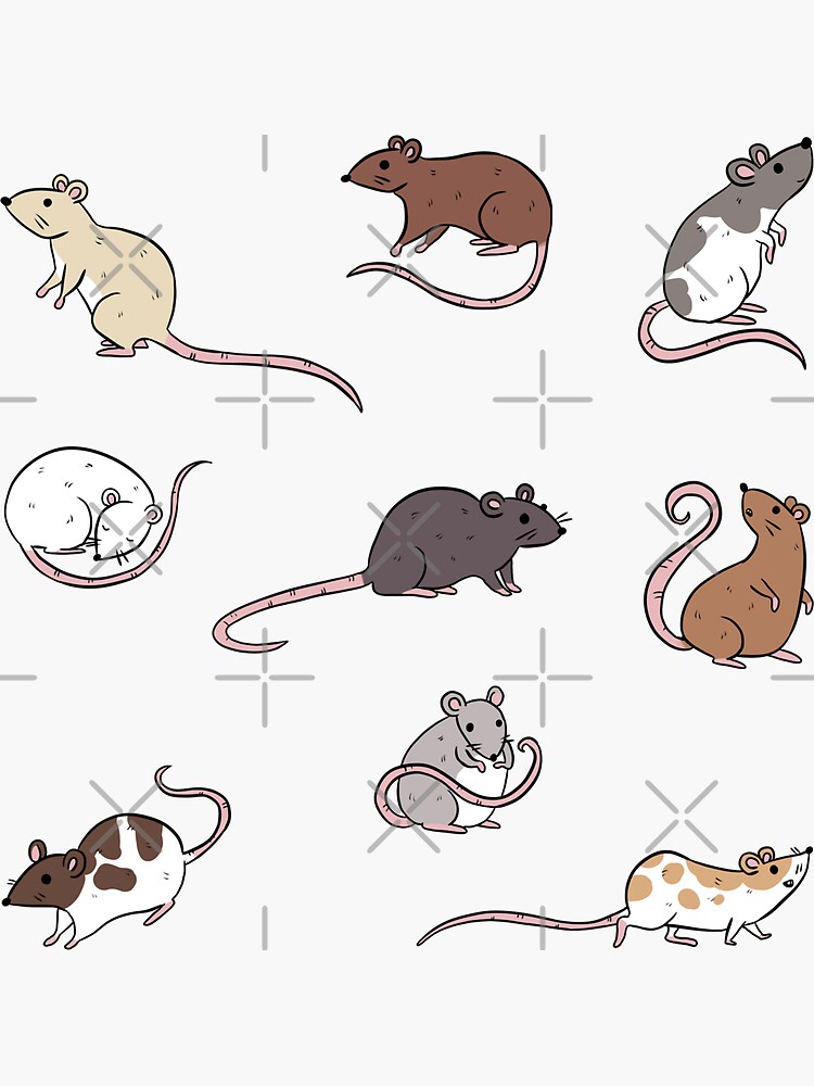 "Cute pet rats pack for rat owner " Sticker for Sale by Yarafantasyart ...