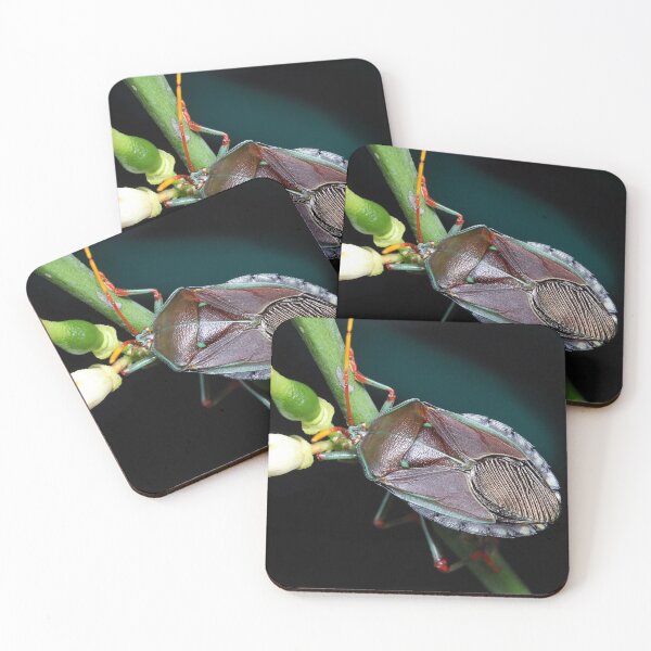 "Colourful Shield Bug" Coasters (Set of 4) for Sale by sienebrowne ...