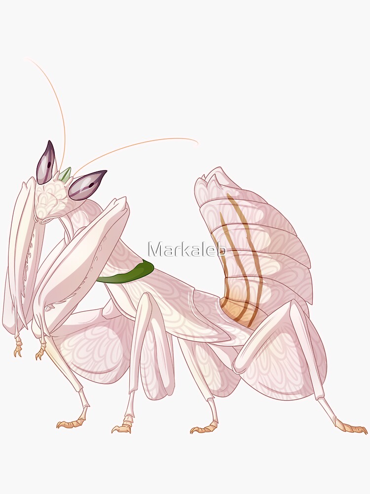 "Orchid Mantis" Sticker for Sale by Markaleb | Redbubble