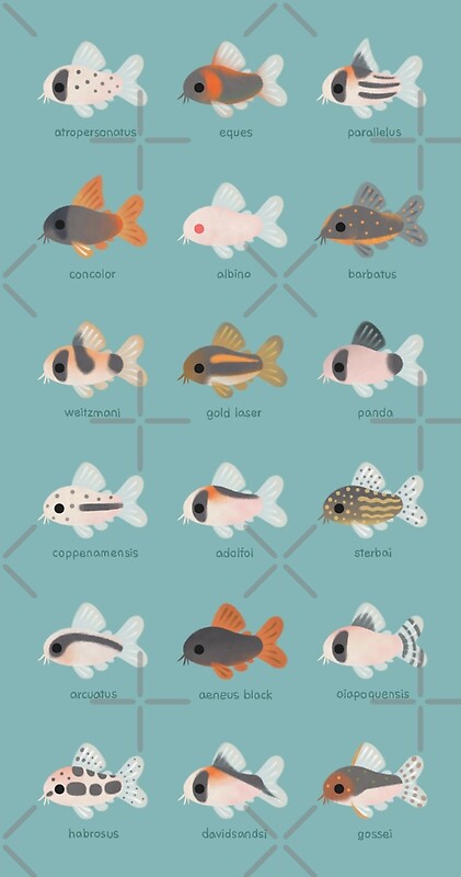 "Corydoras!" by pikaole | Redbubble