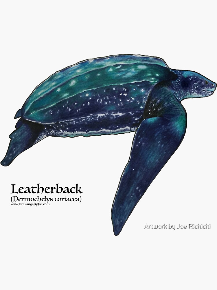 "Leatherback Sea Turtle" Sticker by Artworkbyjoe | Redbubble