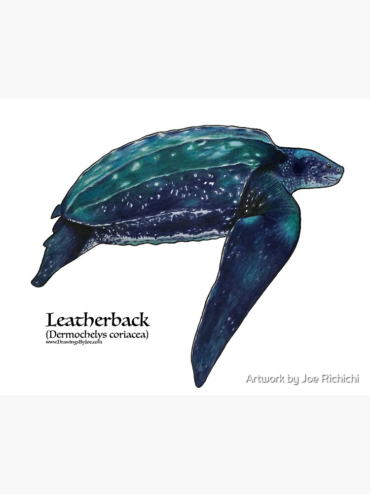"Leatherback Sea Turtle" Art Print for Sale by Artworkbyjoe | Redbubble