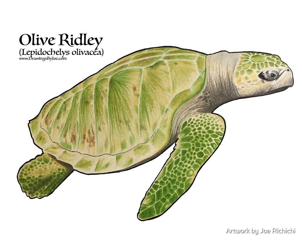 "Olive Ridley Sea Turtle" by Joe Richichi | Redbubble