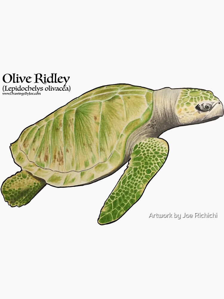 "Olive Ridley Sea Turtle" Sticker for Sale by Joe Richichi | Redbubble