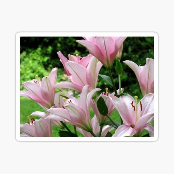"Pink Lily Blooms" Sticker for Sale by collageDP | Redbubble