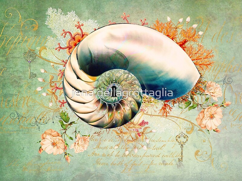 "Nautilus Cycle of Life" by jena dellagrottaglia | Redbubble